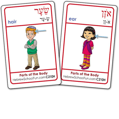 Parts of the Body C210H – HebrewSchoolFun, Div. Strong Learning, Inc.