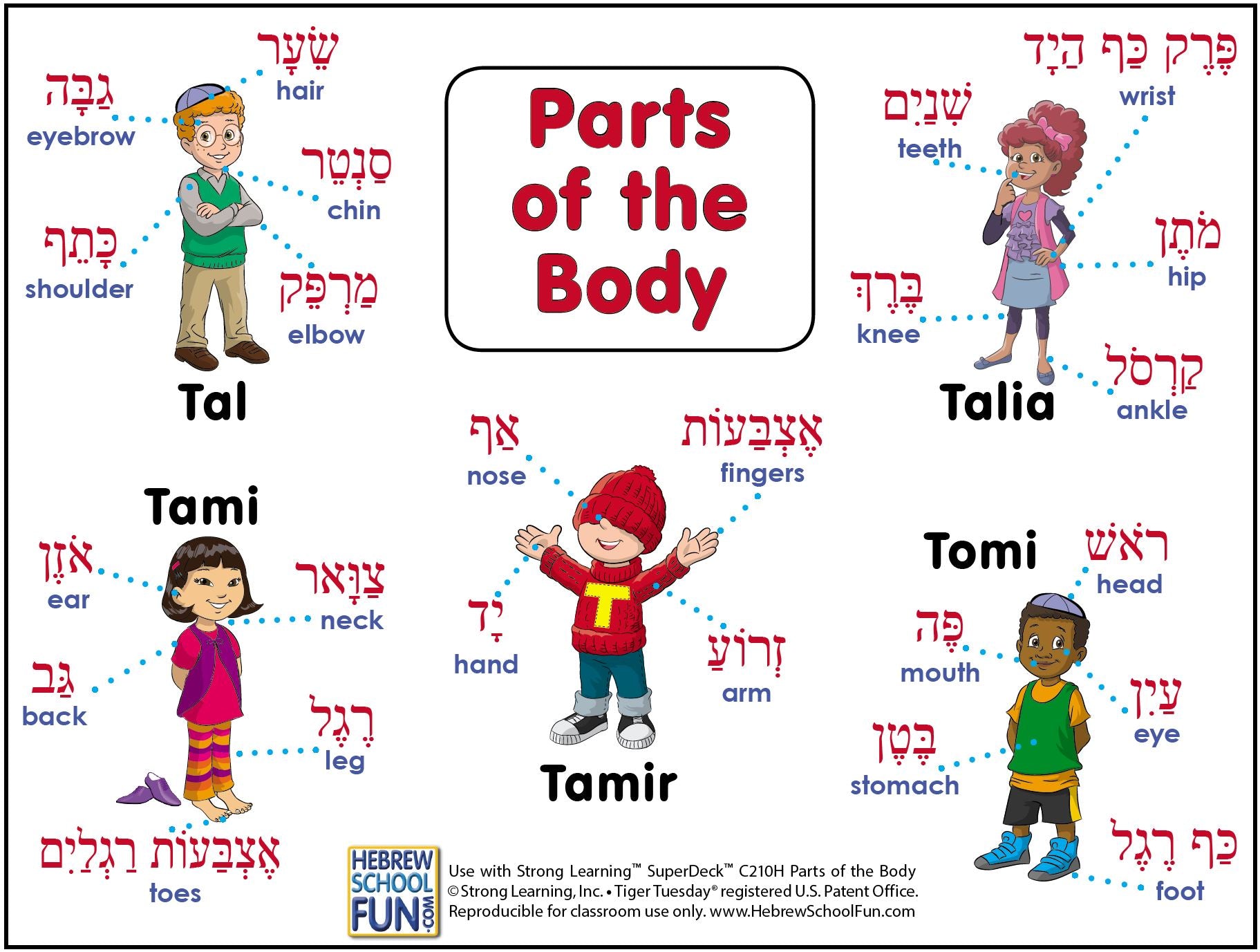 Parts of the Body C210H – HebrewSchoolFun, Div. Strong Learning, Inc.